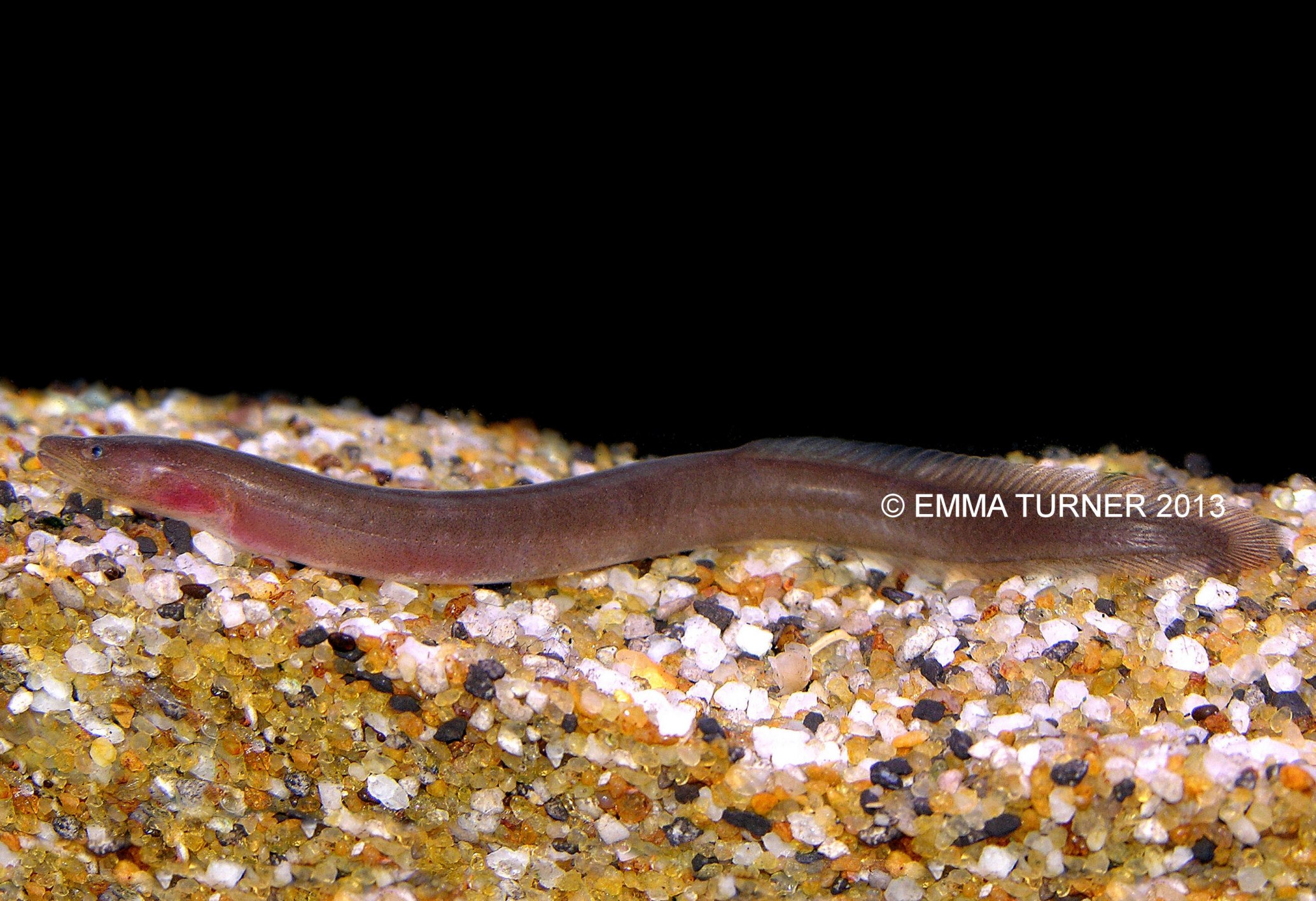 Indian Dwarf Spineless Eel-Pillaia indica
