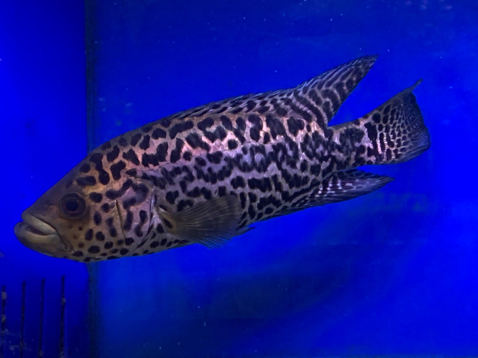 Jaguar Cichlid-Parachromis managuensis