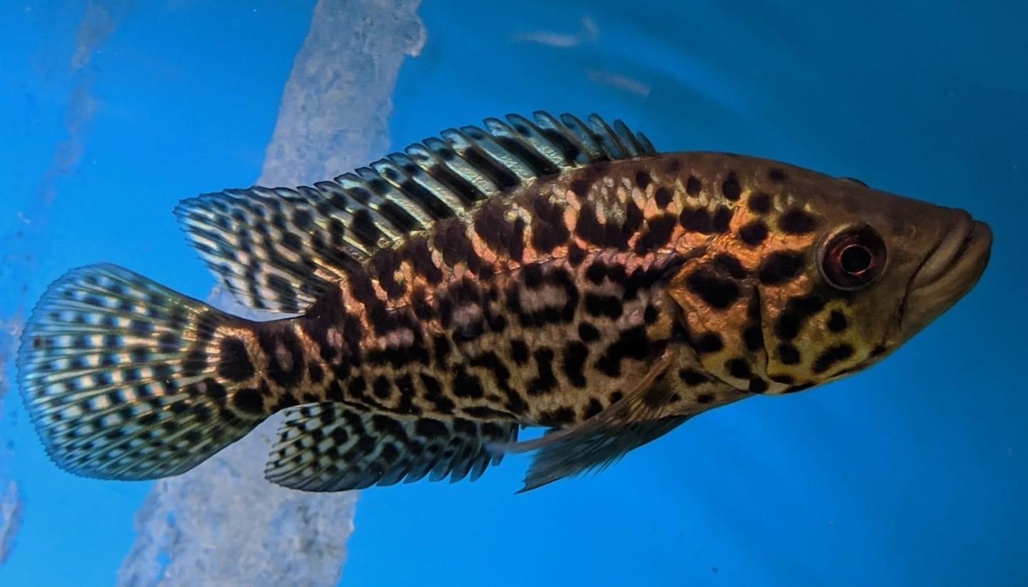 Jaguar Cichlid-Parachromis managuensis