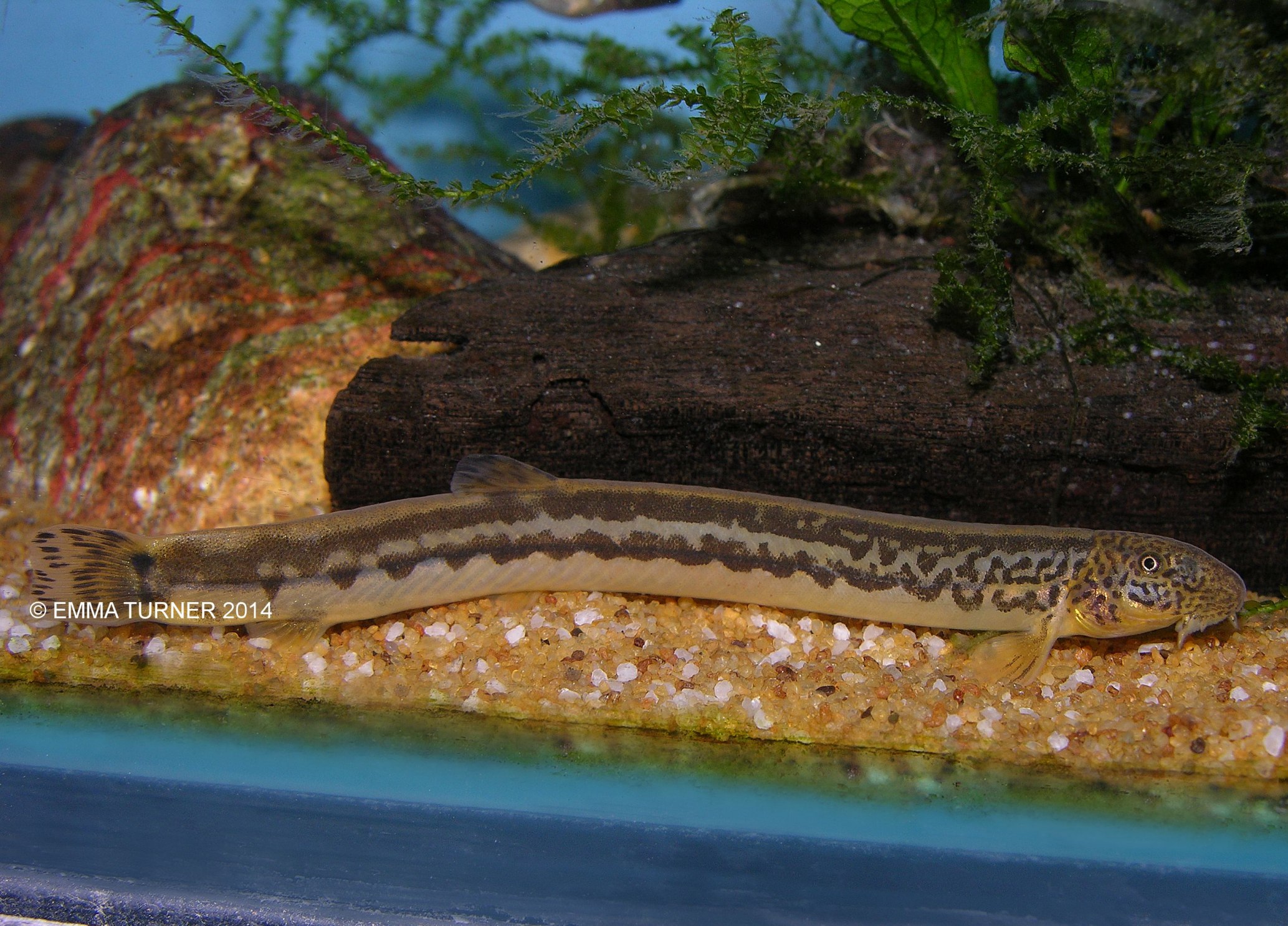 Japanese Monitor Lizard Loach-Niwaella delicata