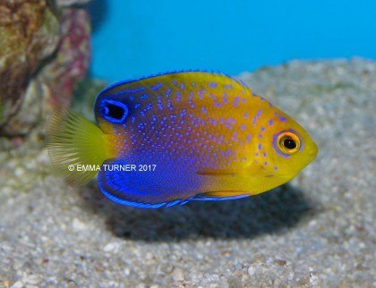 Japanese Pygmy Angelfish-Centropyge interrupta