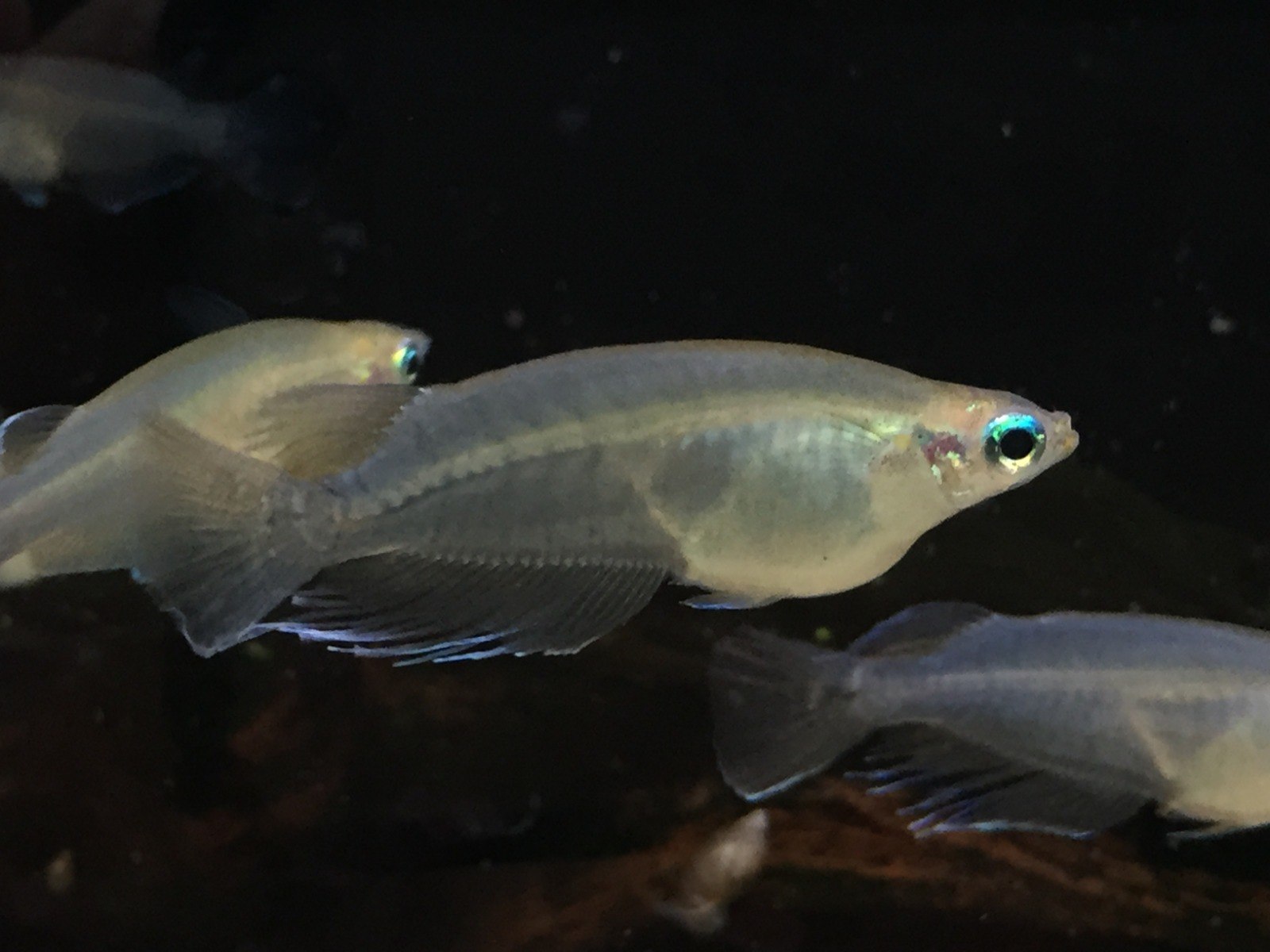 Javanese Rice Fish-Oryzias javanicus