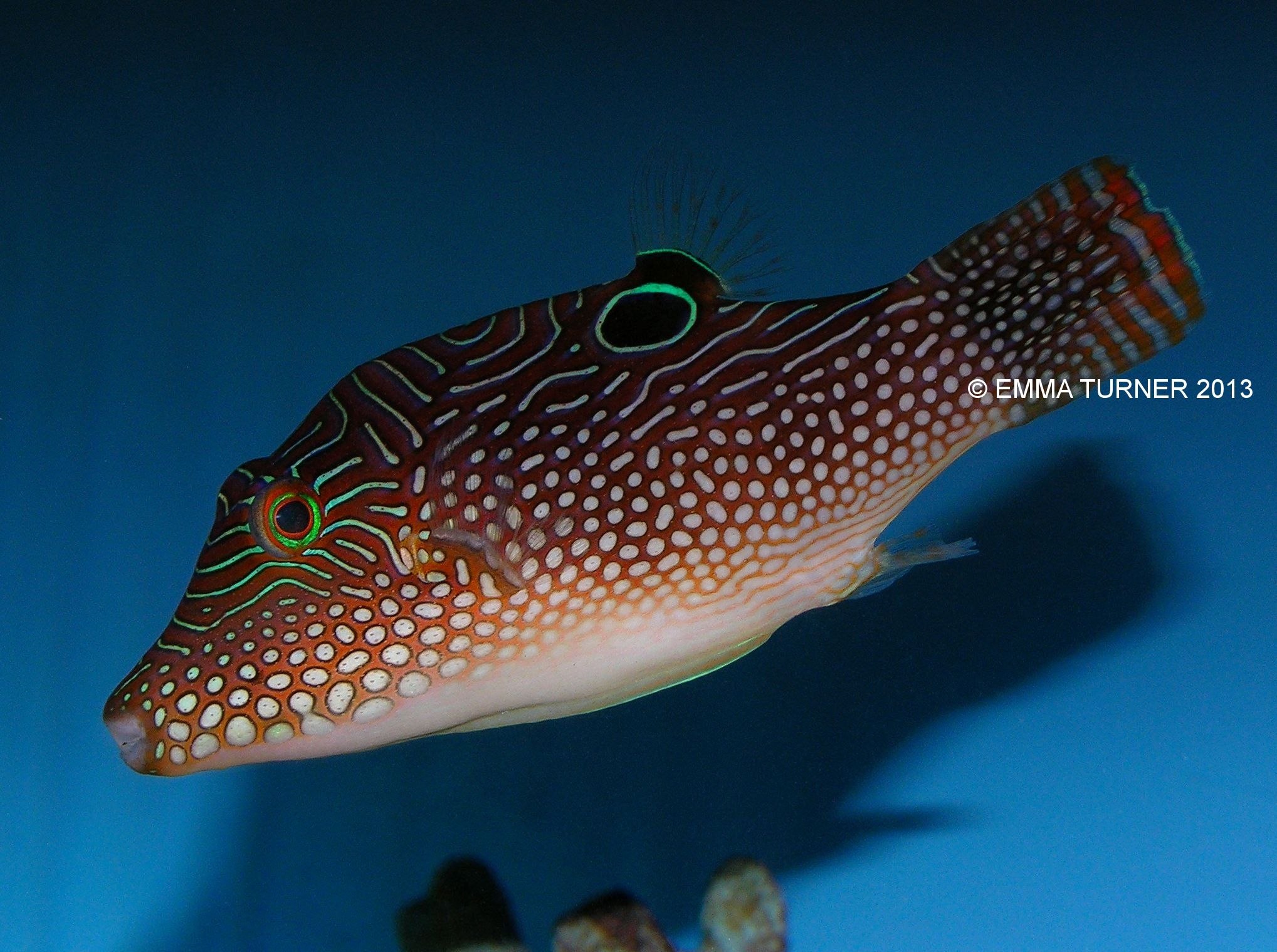 Jewel Pufferfish-Canthigaster solandri