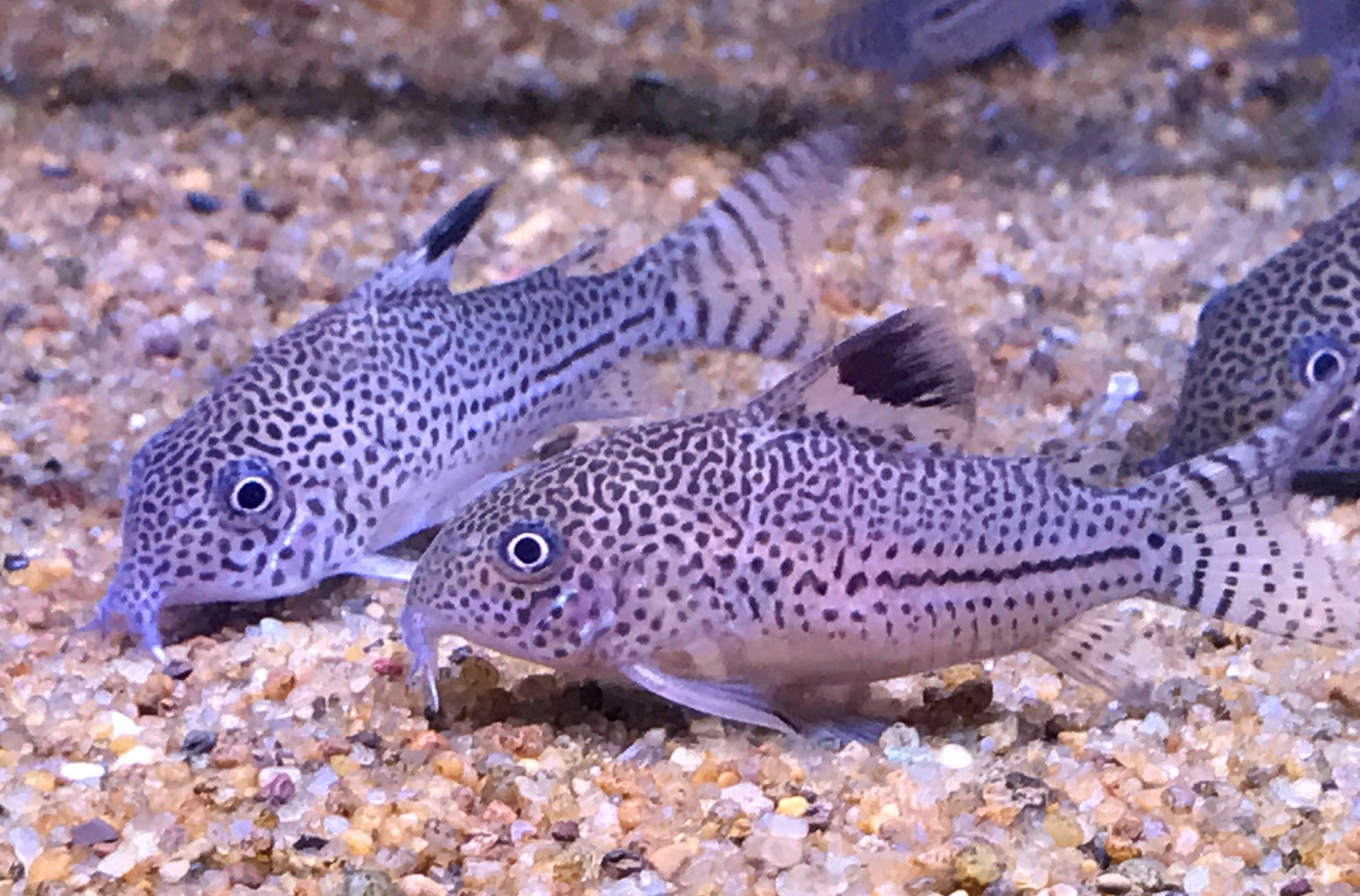 Julii Cory - Hoplisoma julii