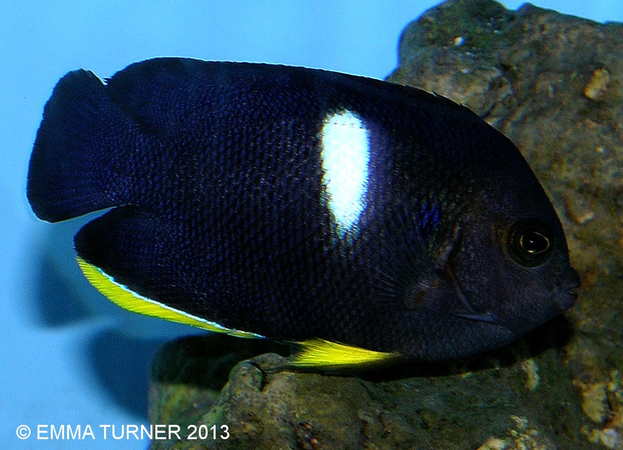 Keyhole Angelfish-Centropyge tibicen