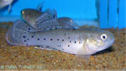 Knight Goby-Stigmatogobius sadanundio