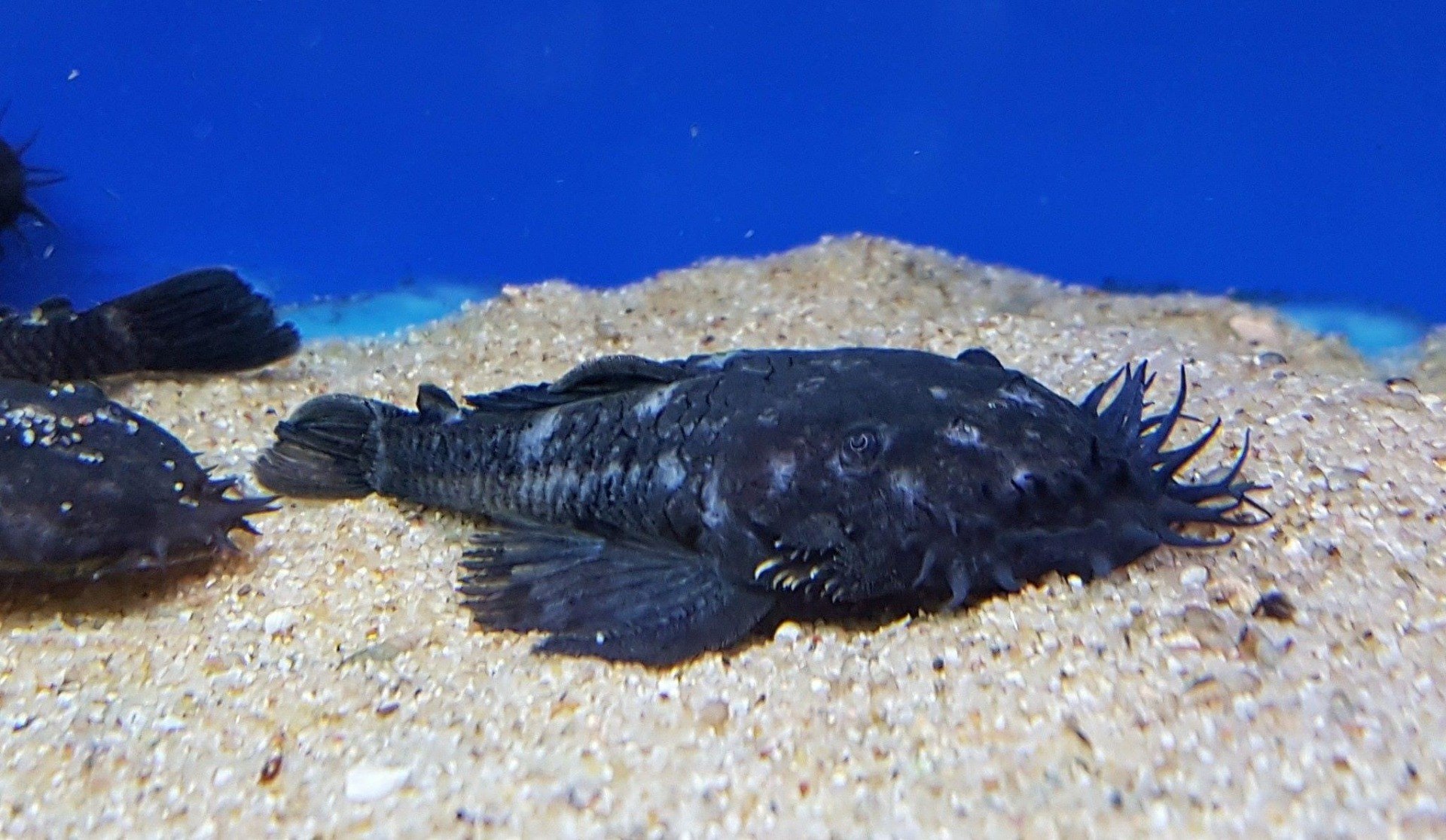 Medusa Plec-L034-Ancistrus ranunculus