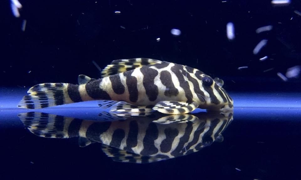Leopard Frog Peckoltia L134-Peckoltia compta