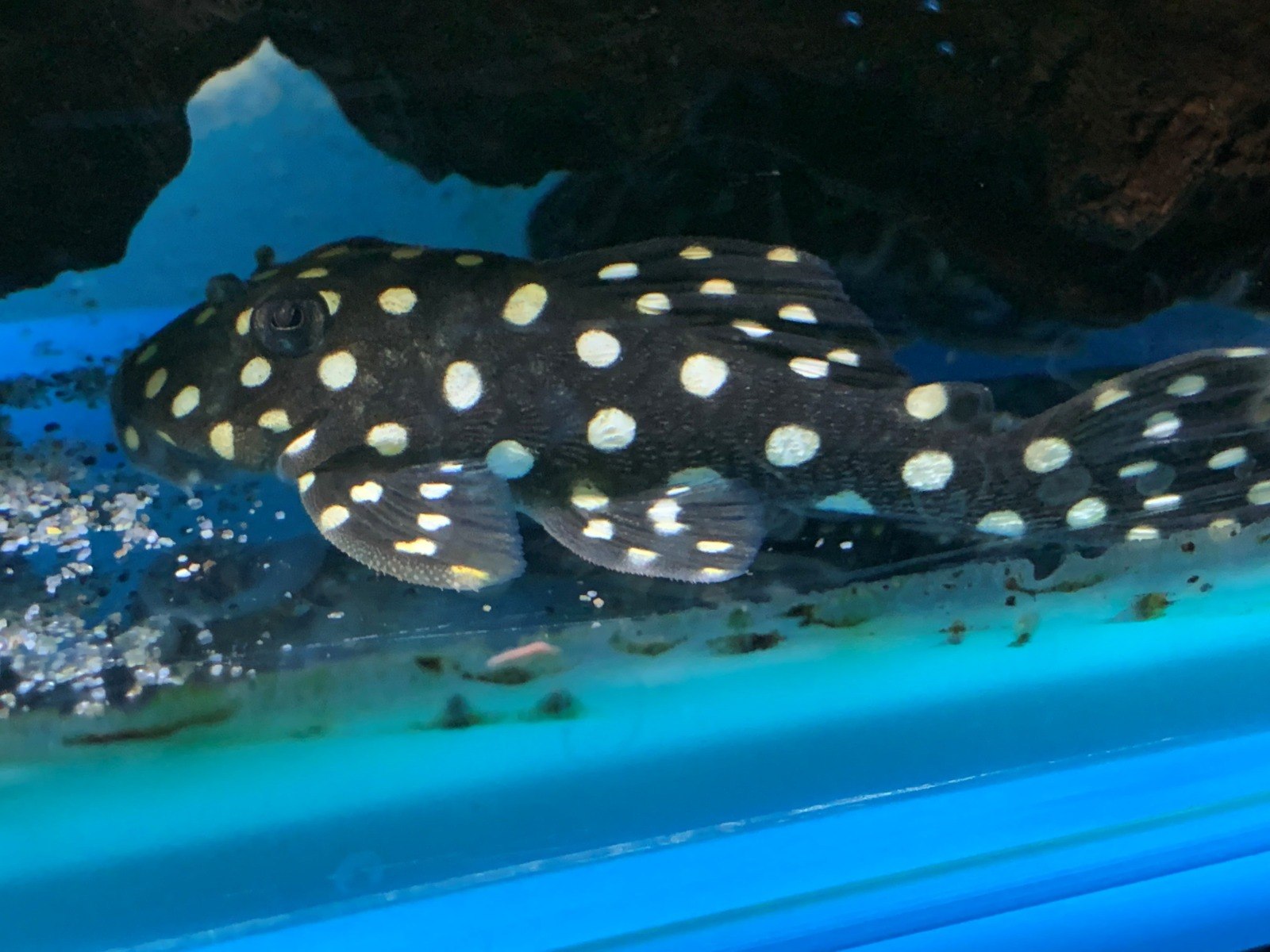 Snowball Plec-LDA033-L142-Baryancistrus