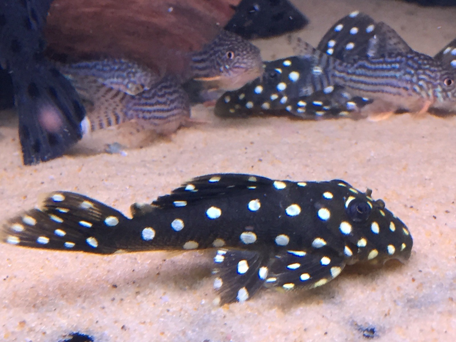 Snowball Plec-LDA033-L142-Baryancistrus