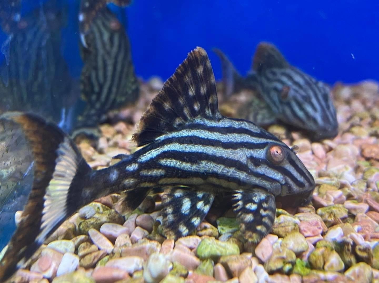 Royal Plec-L190-Panaque nigrolineatus