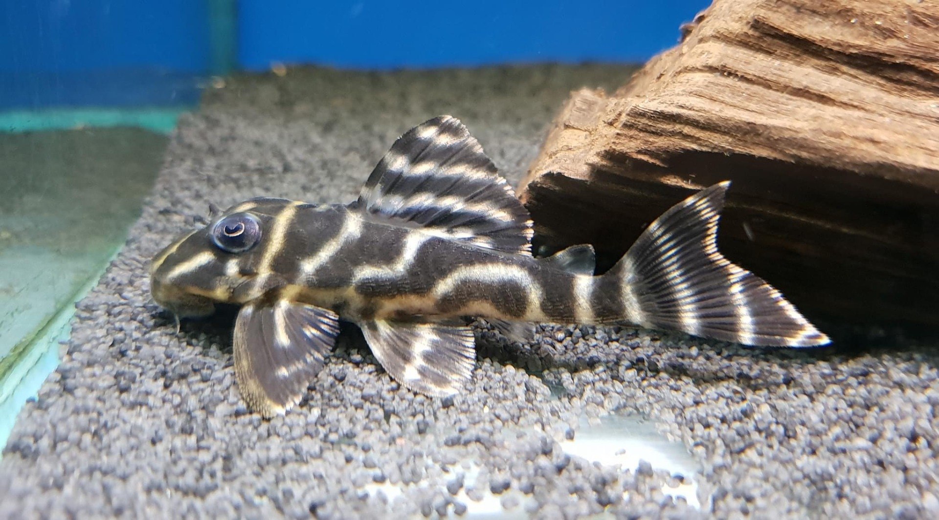 Hypancistrus L199-Hypancistrus furunculus