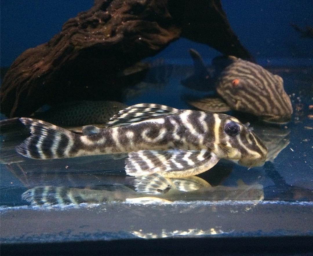 Chocolate Zebra Plec L270 - Hypancistrus sp. 'L270'