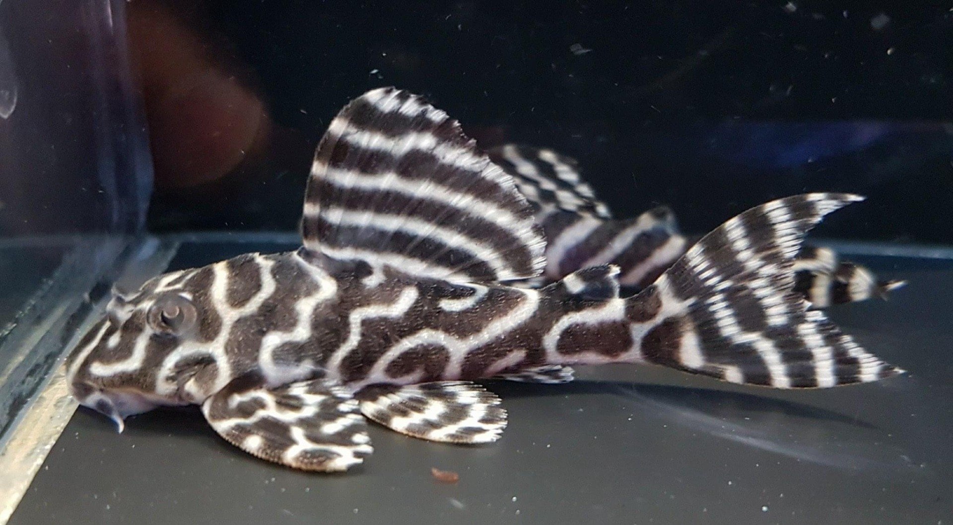 Golden King Tiger Plec L333 - Hypancistrus seideli