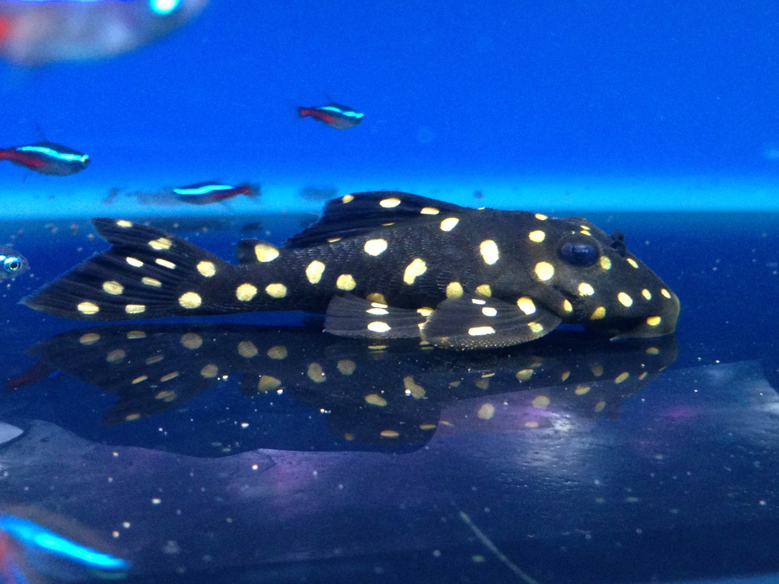 Snowball Plec-LDA033-L142-Baryancistrus