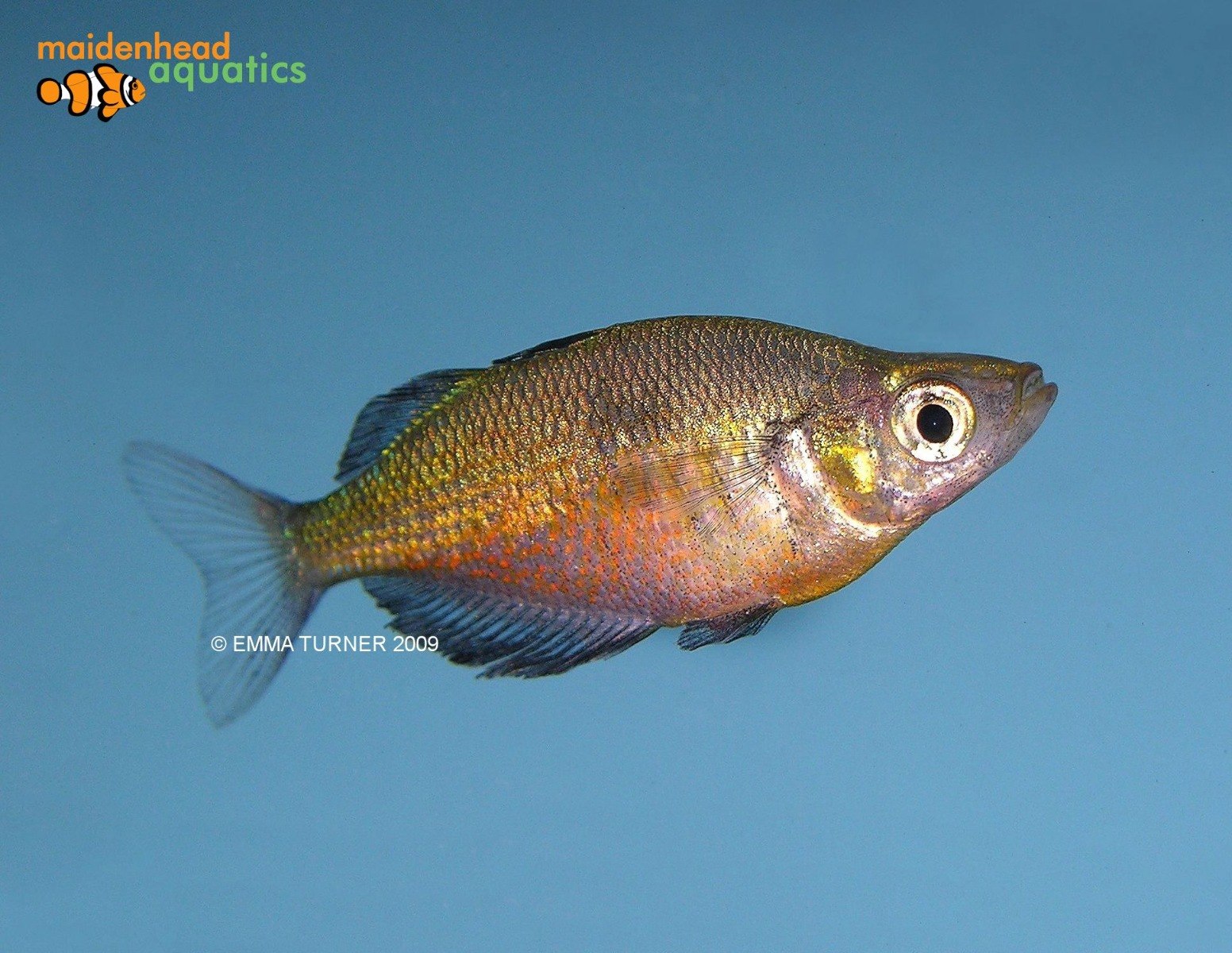 Lake Wanam Rainbowfish-Glossolepis wanamensis