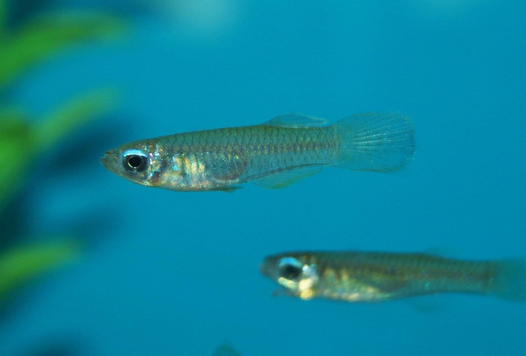 Lampeye-Poropanchax normani