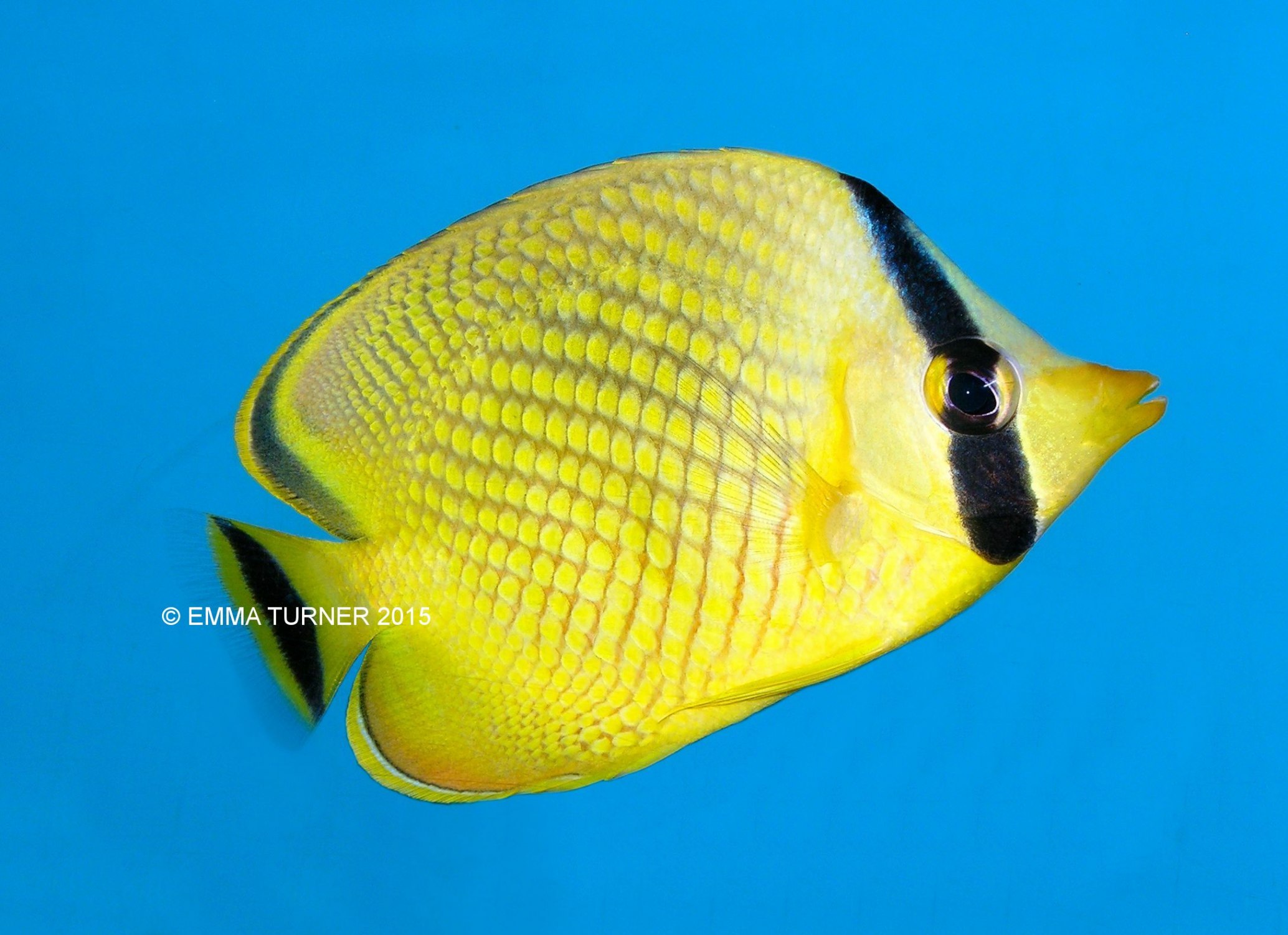 Latticed Butterflyfish-Chaetodon rafflesii