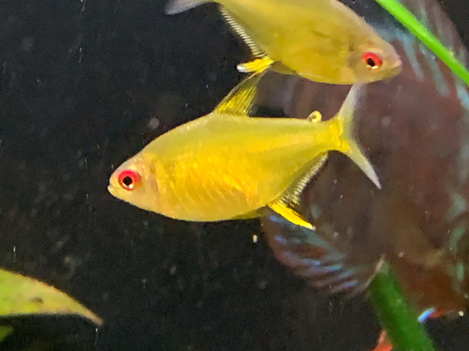 Lemon Tetra-Hyphessobrycon pulchripinnis