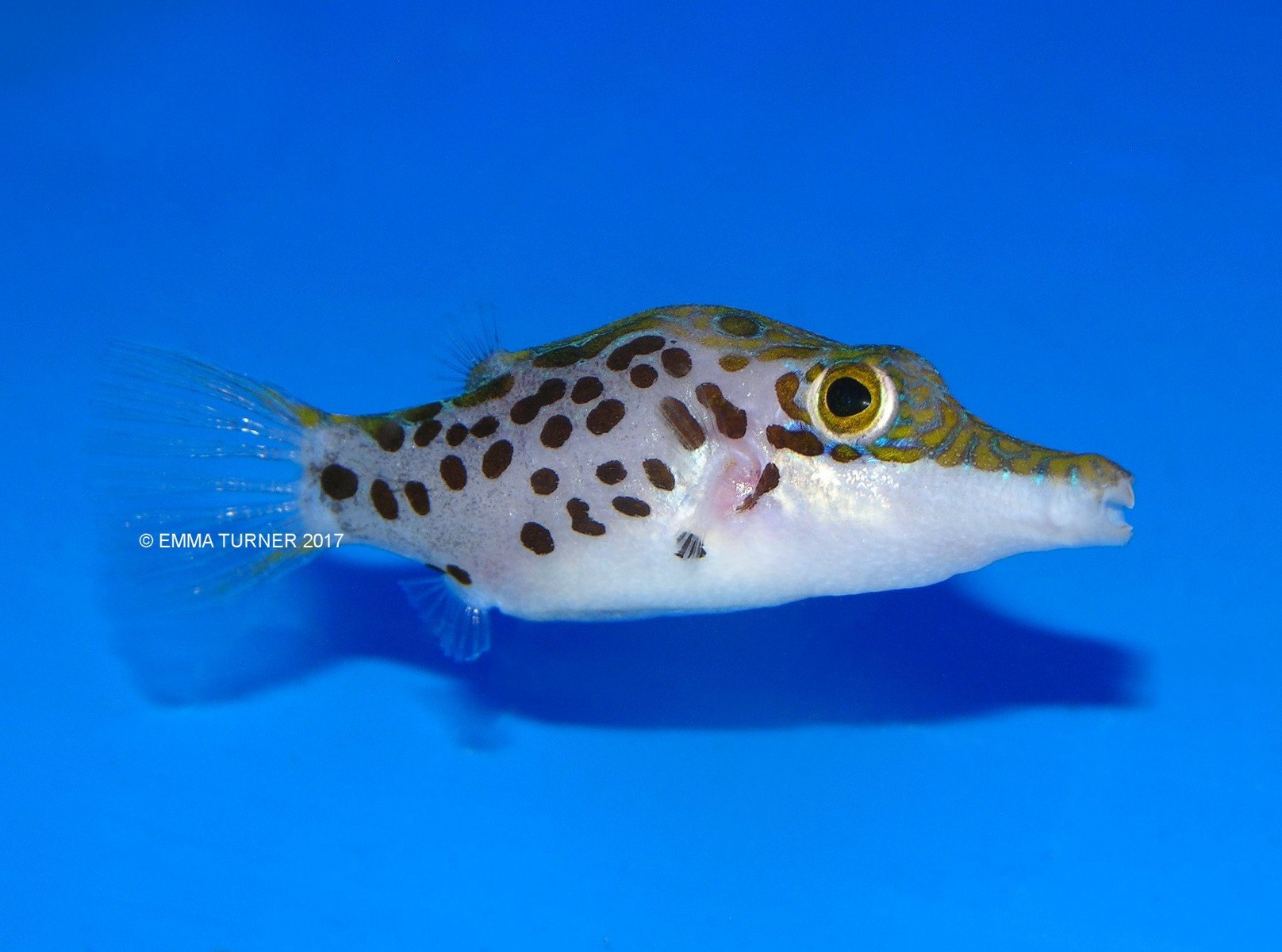 Leopard Toby-Canthigaster leoparda