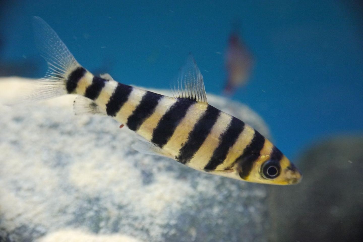 Banded Leporinus-Leporinus fasciatus