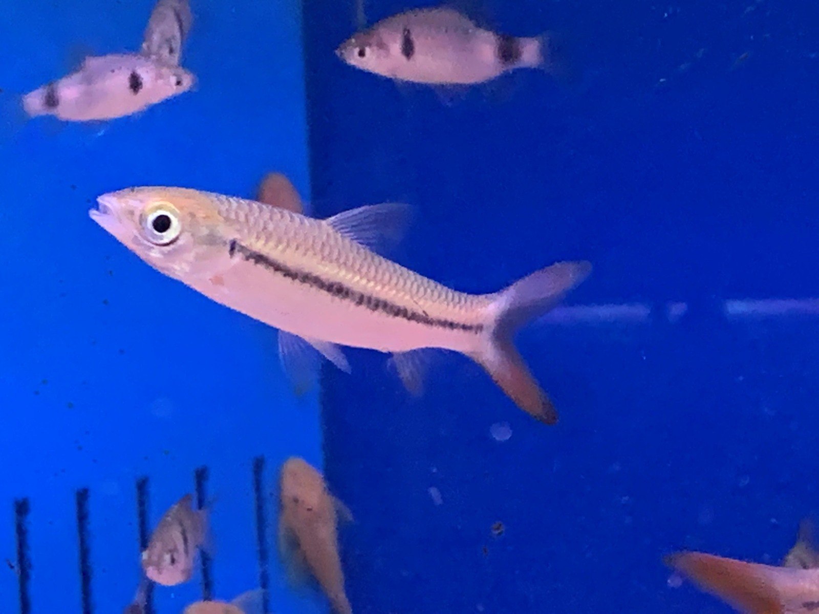 Red Finned Cigar Shark-Leptobarbus rubripinna