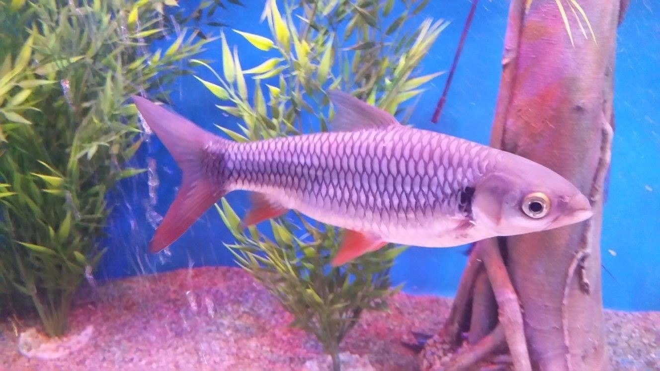 Red Finned Cigar Shark-Leptobarbus rubripinna