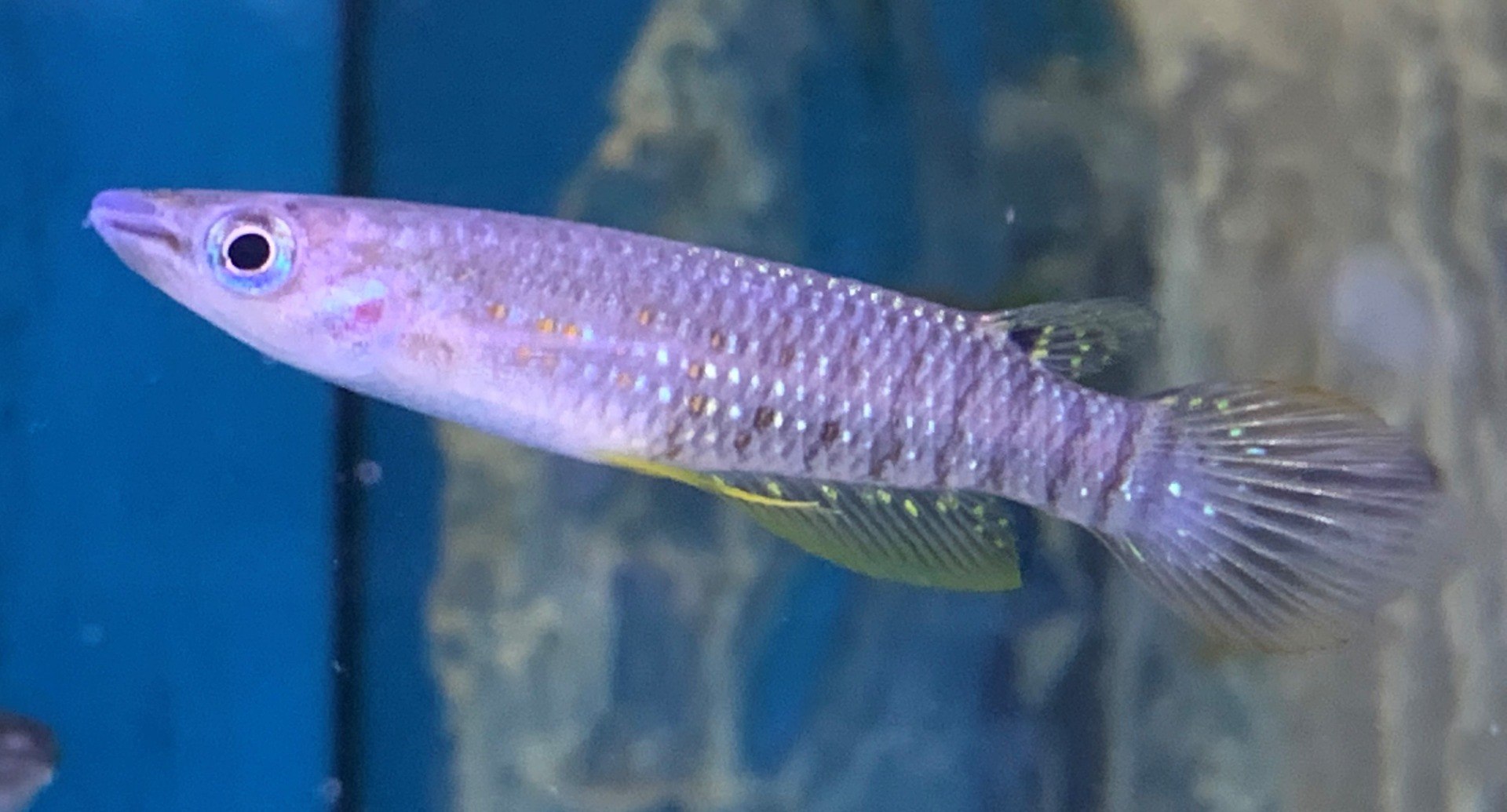 Striped Panchax-Aplocheilus lineatus