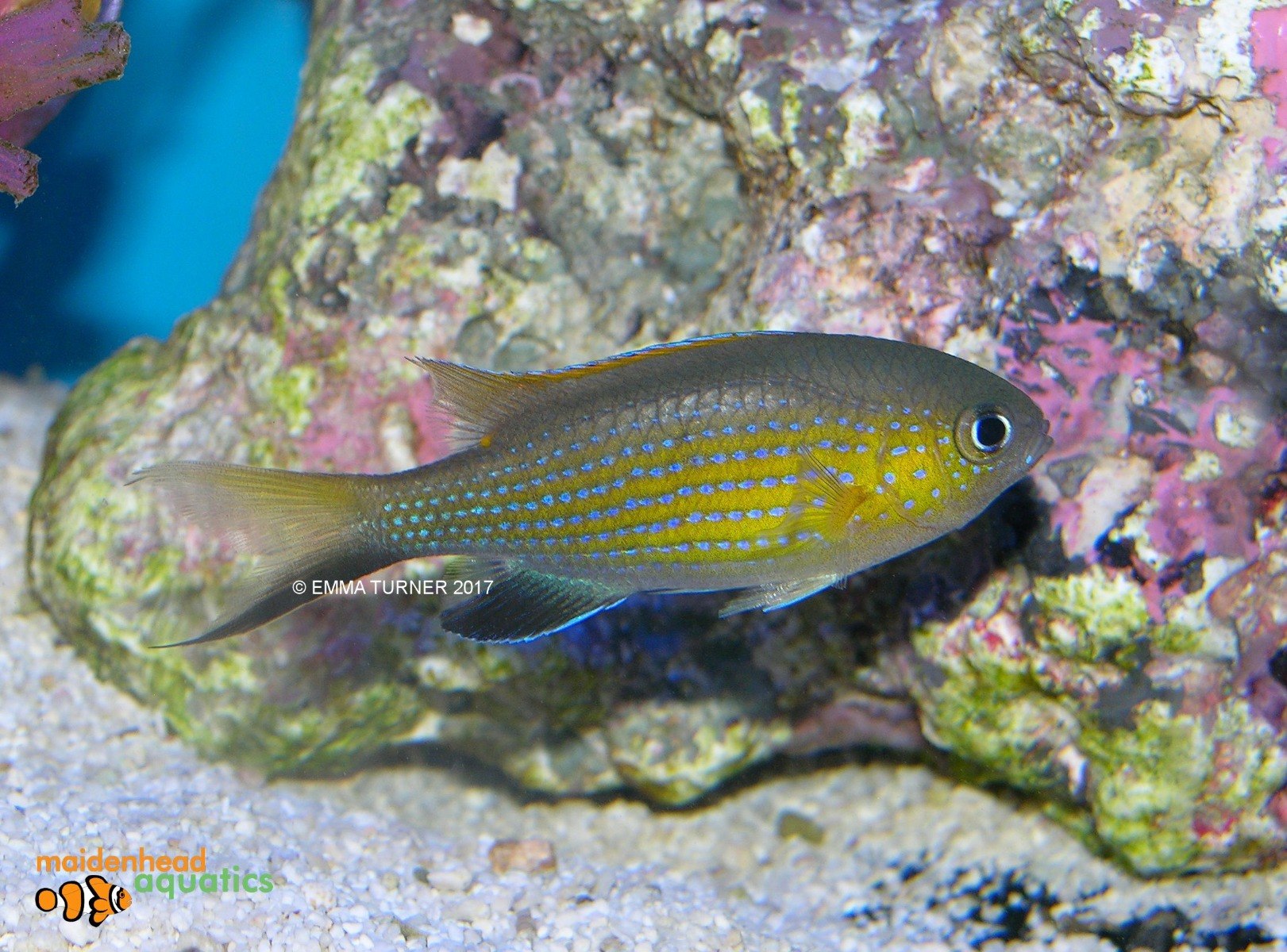 Lined Chromis-Pycnohromis vanderbilti