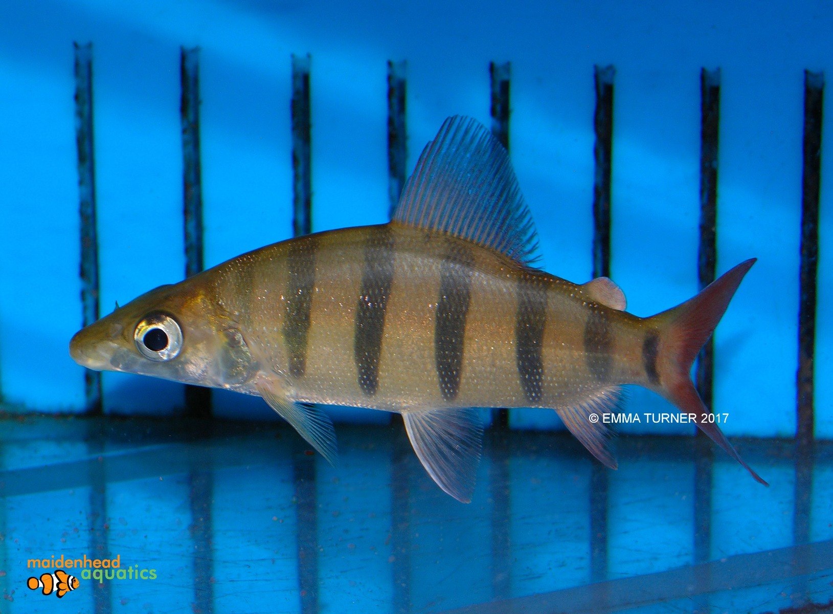 Long-nosed Distichodus-Distichodus lusosso