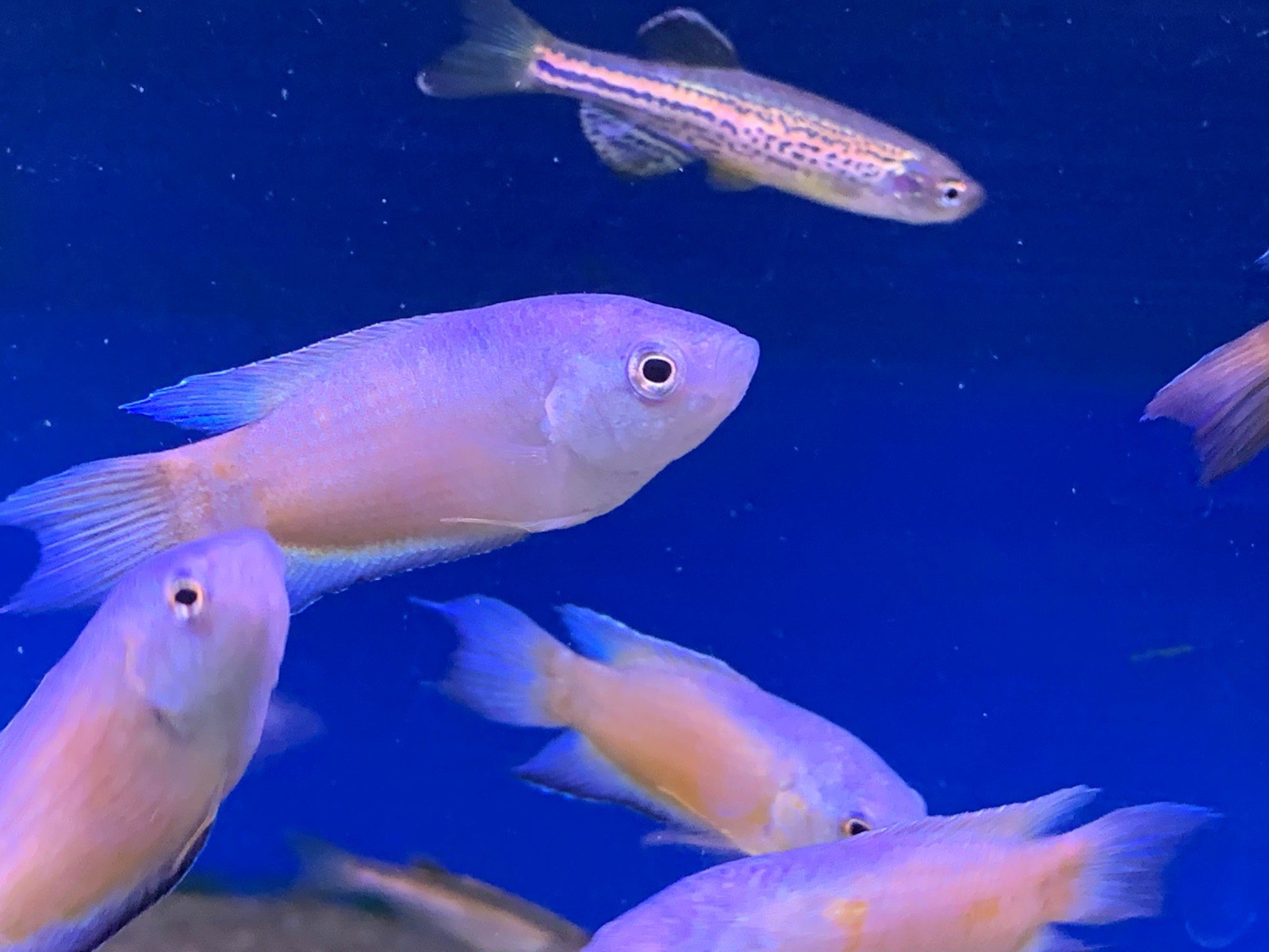 Paradise Fish-Macropodus opercularis