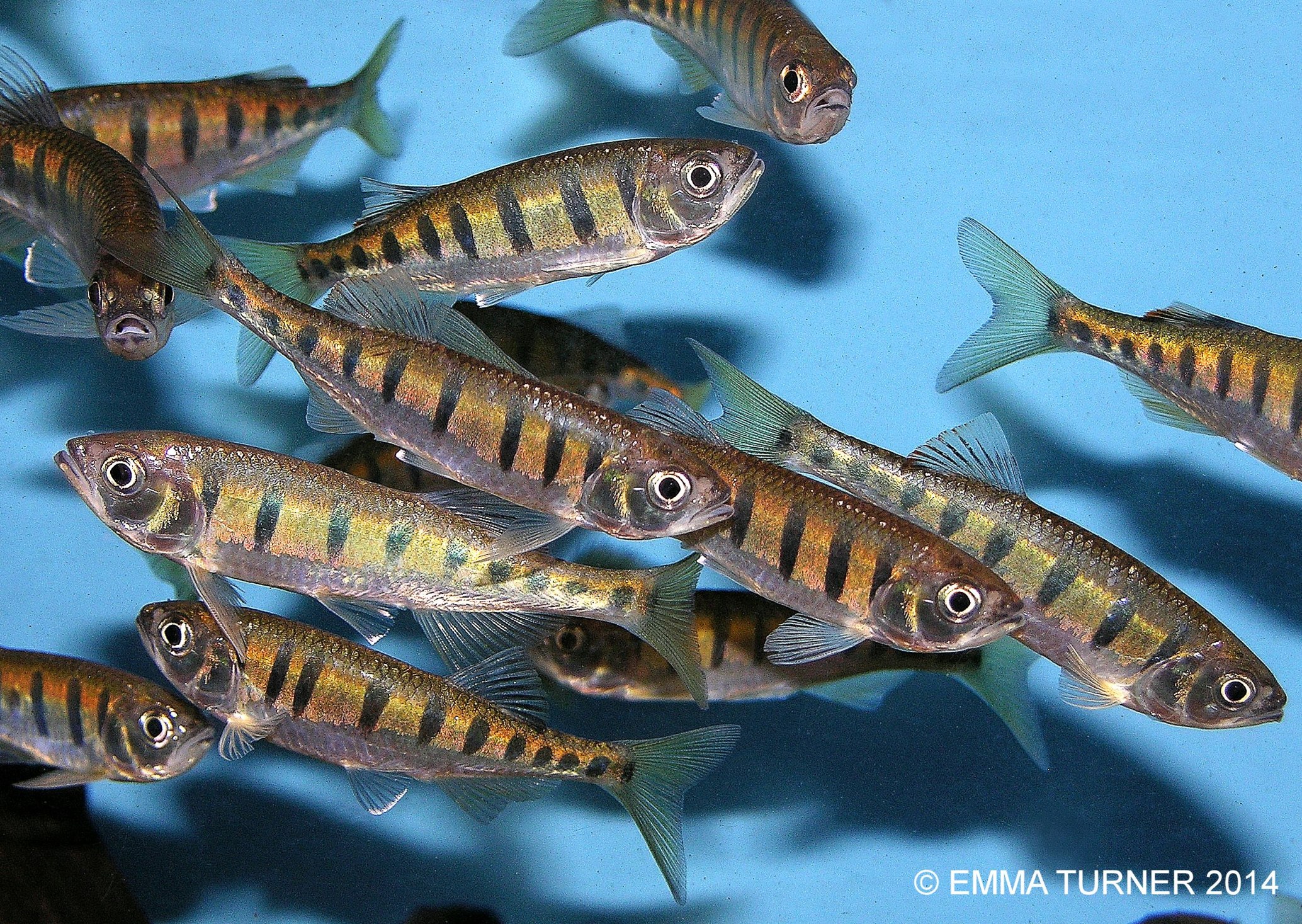Mackerel Barb-Opsarius pulchellus