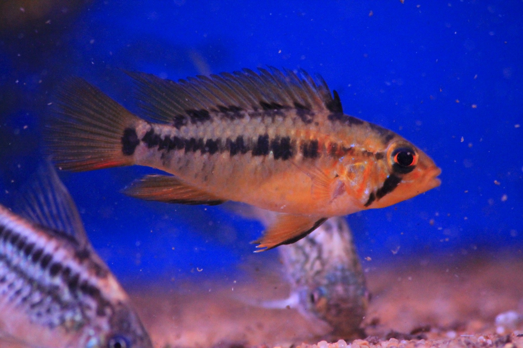 Macmaster's Apisto-Apistogramma macmasteri