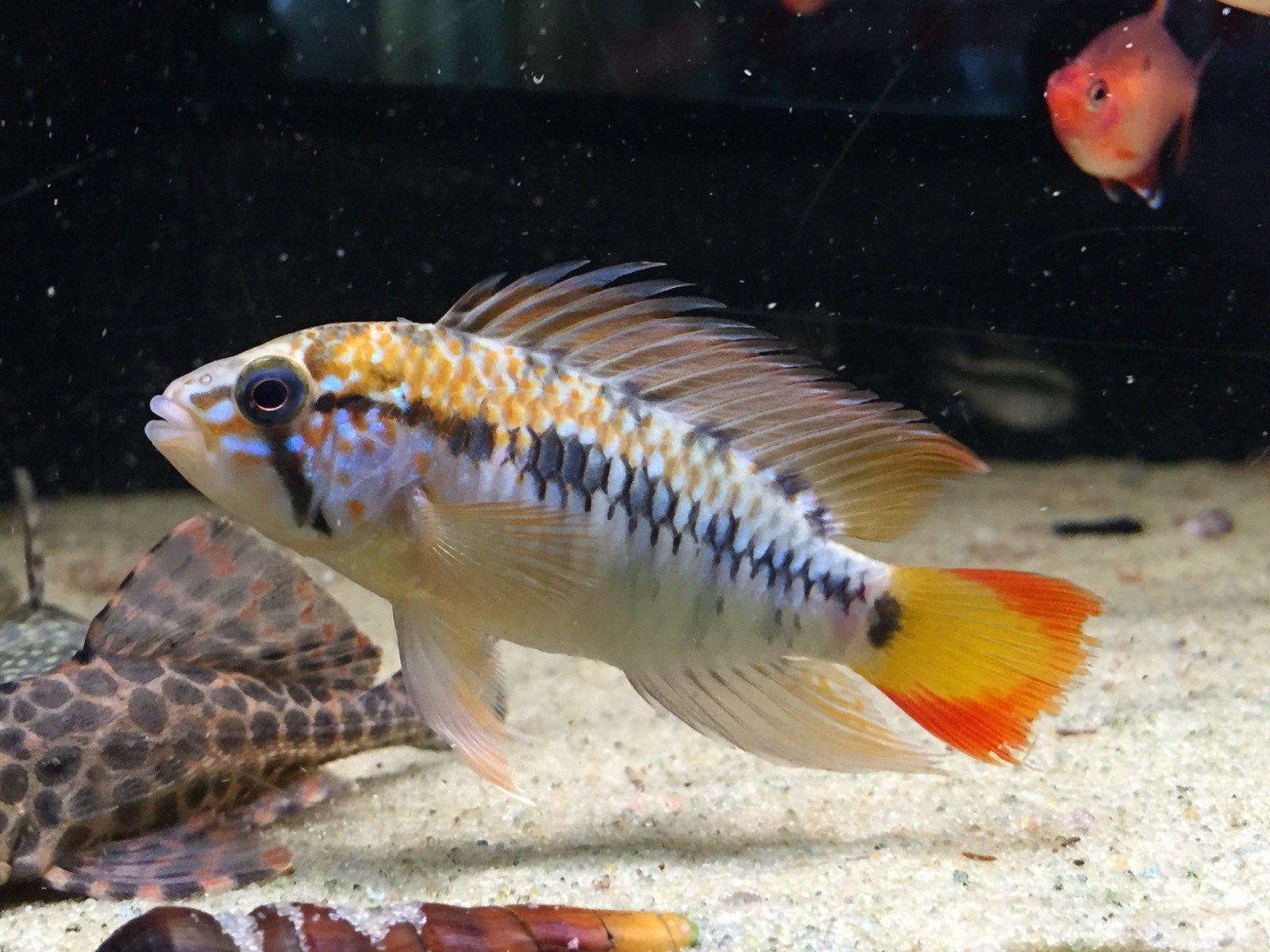 Macmaster's Apisto-Apistogramma macmasteri