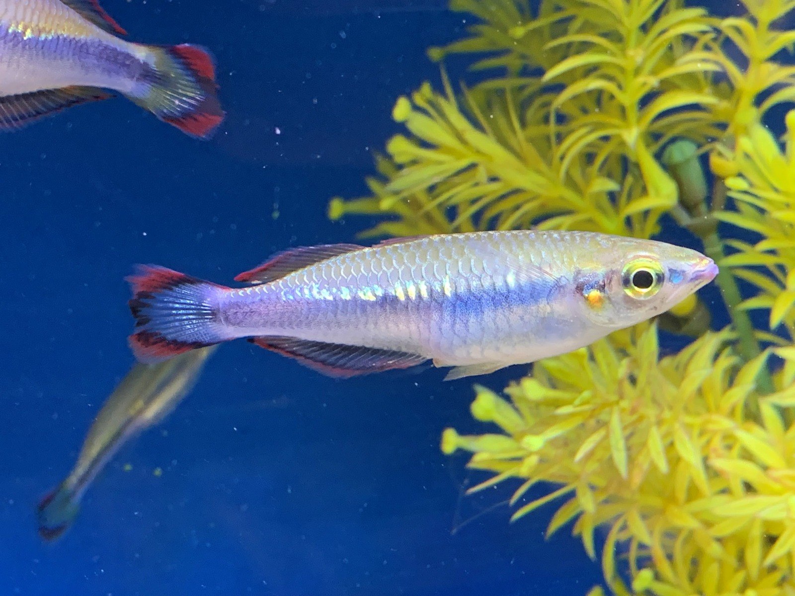 Madagascar Rainbowfish-Bedotia madagascariensis