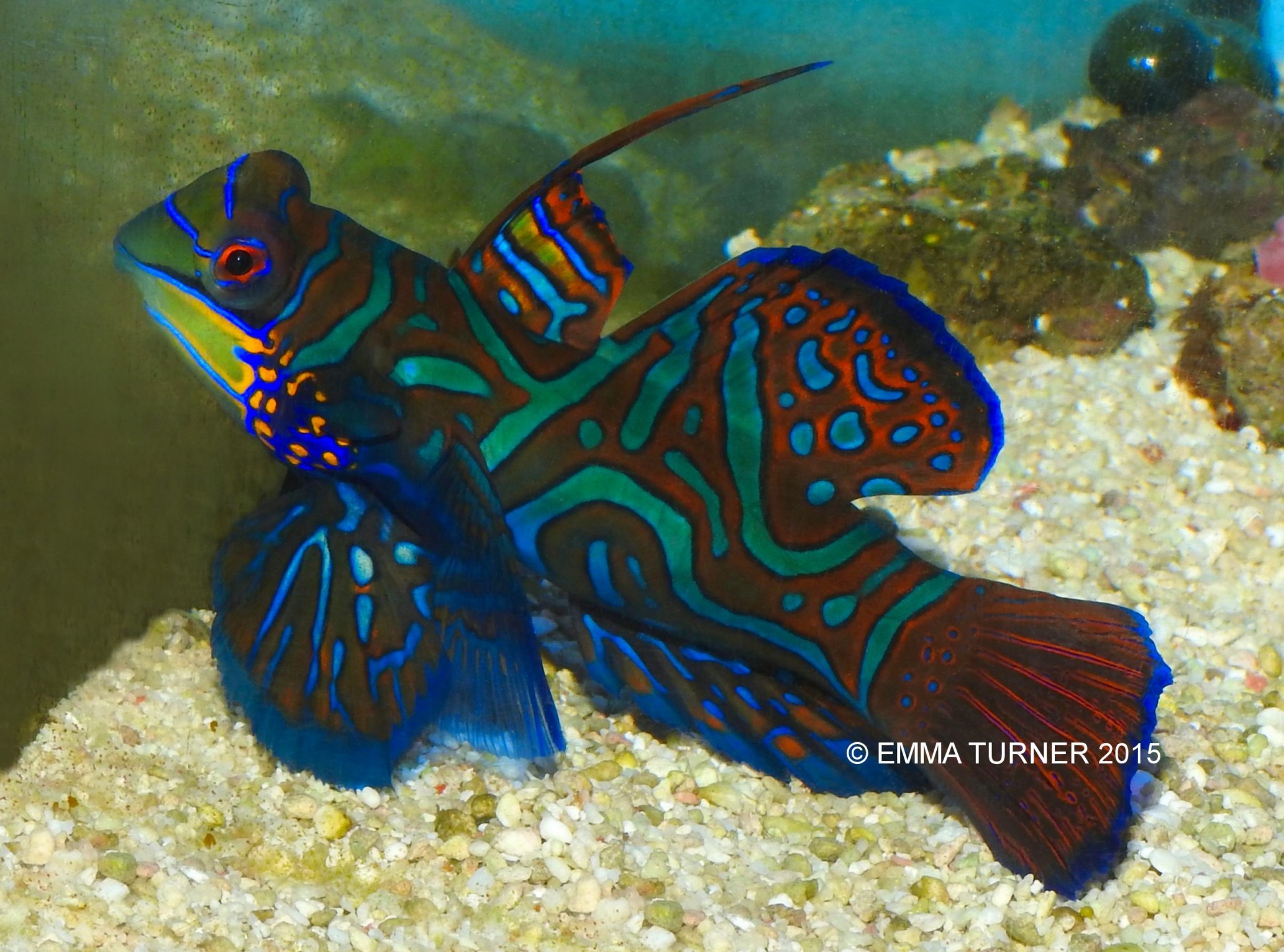 Mandarin-Synchiropus splendidus