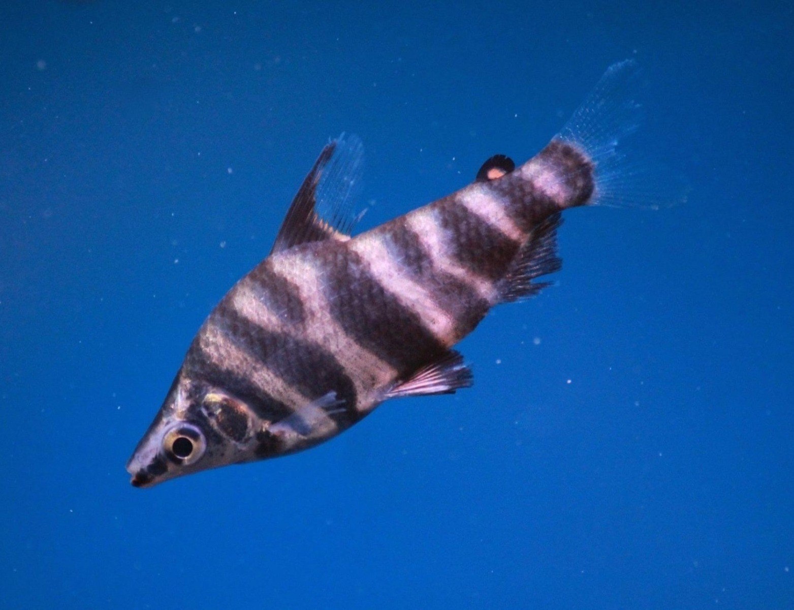 Marbled Headstander-Abramites hypselonotus