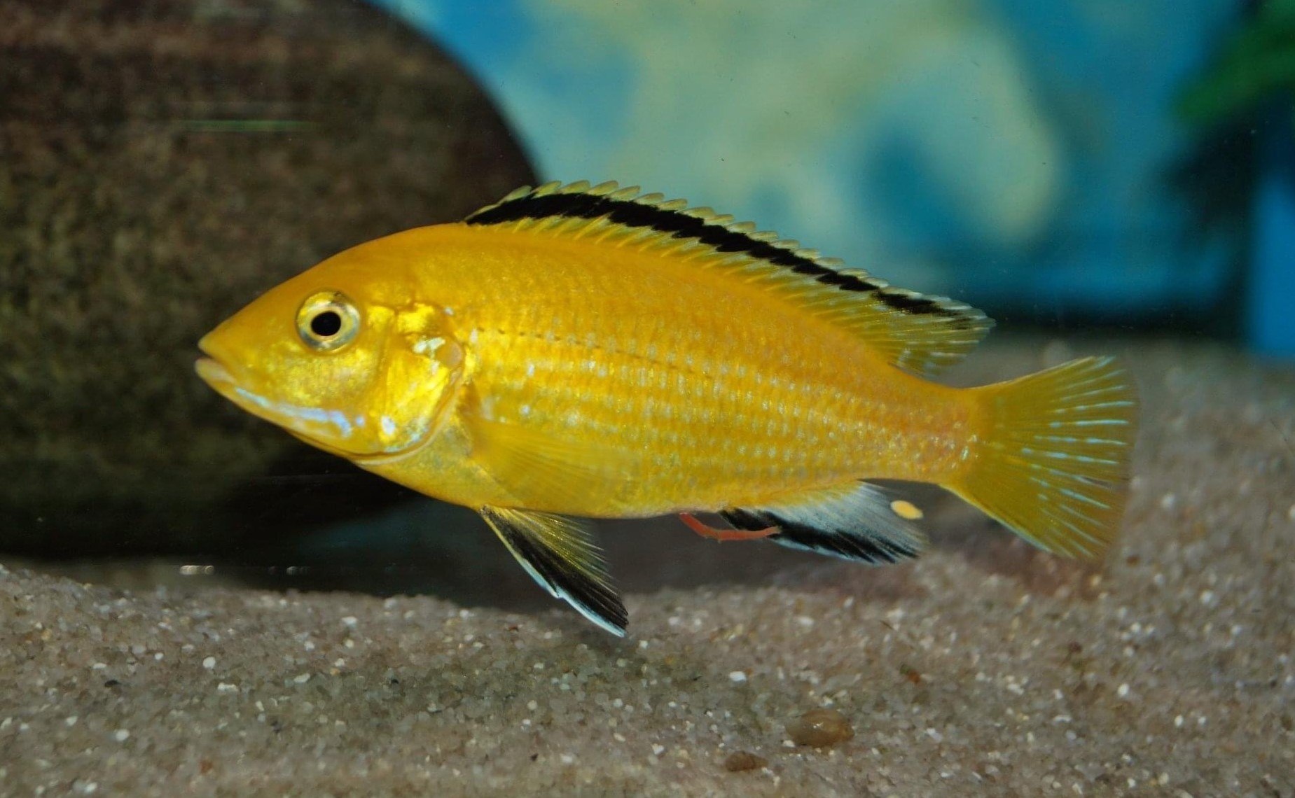 Yellow Labidochromis-Labidochromis caeruleus