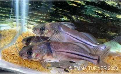 Mees' Imitator Catfish-Brachyrhamdia meesi