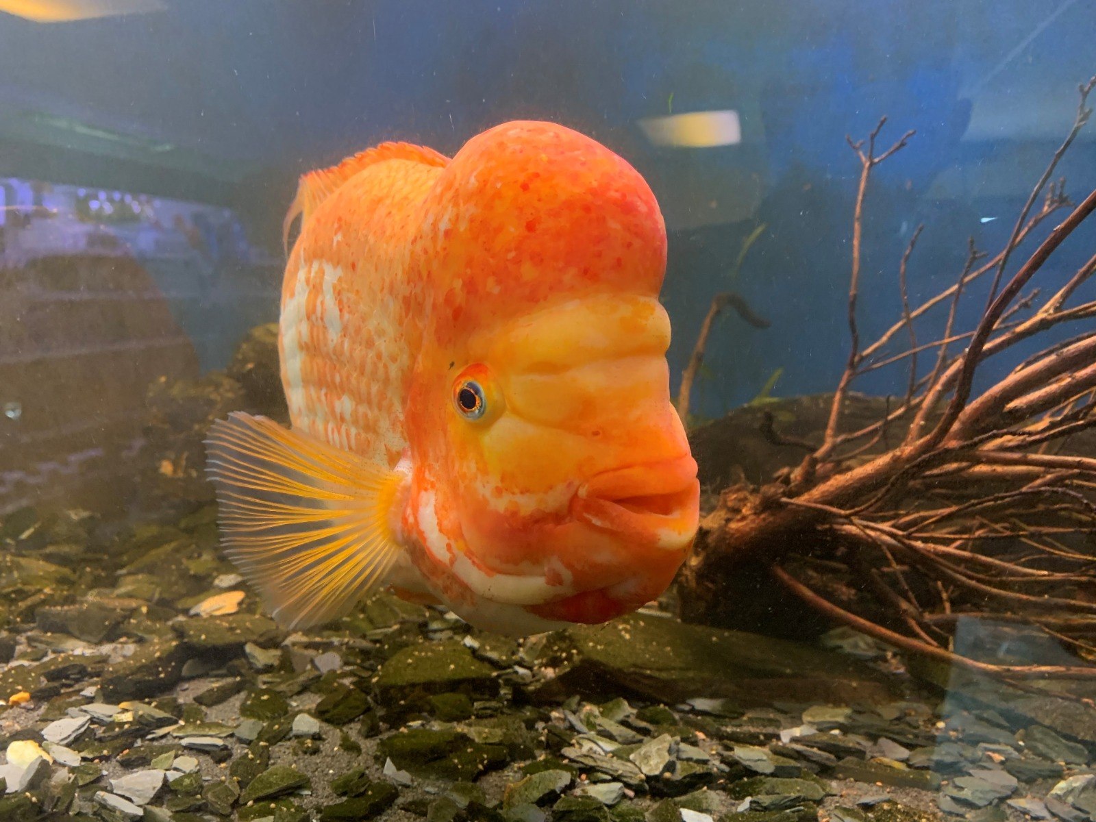 Midas Cichlid-Amphilophus citrinellus