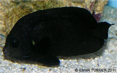 Midnight Angelfish-Centropyge nox