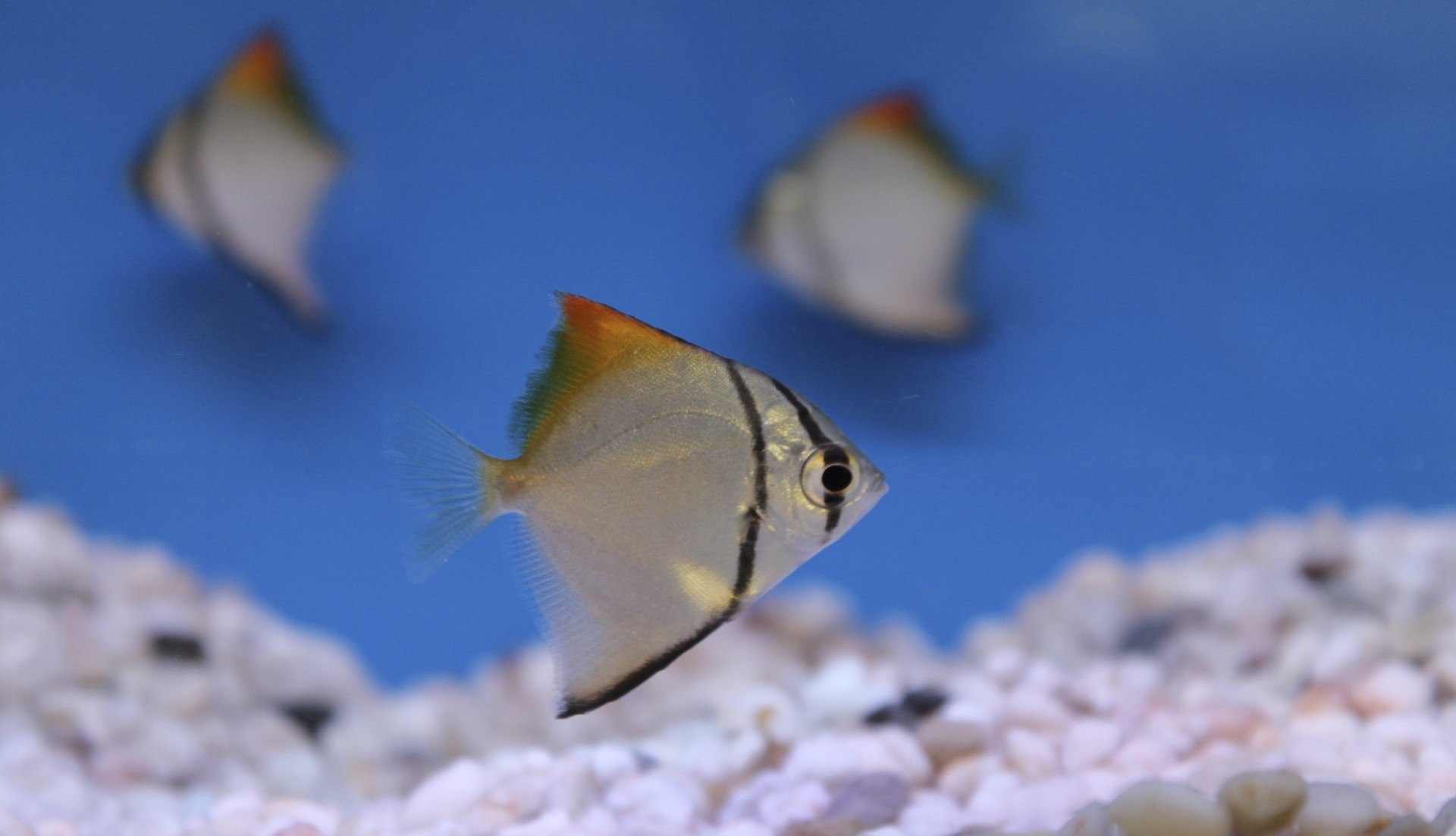 Mono-Monodactylus argenteus