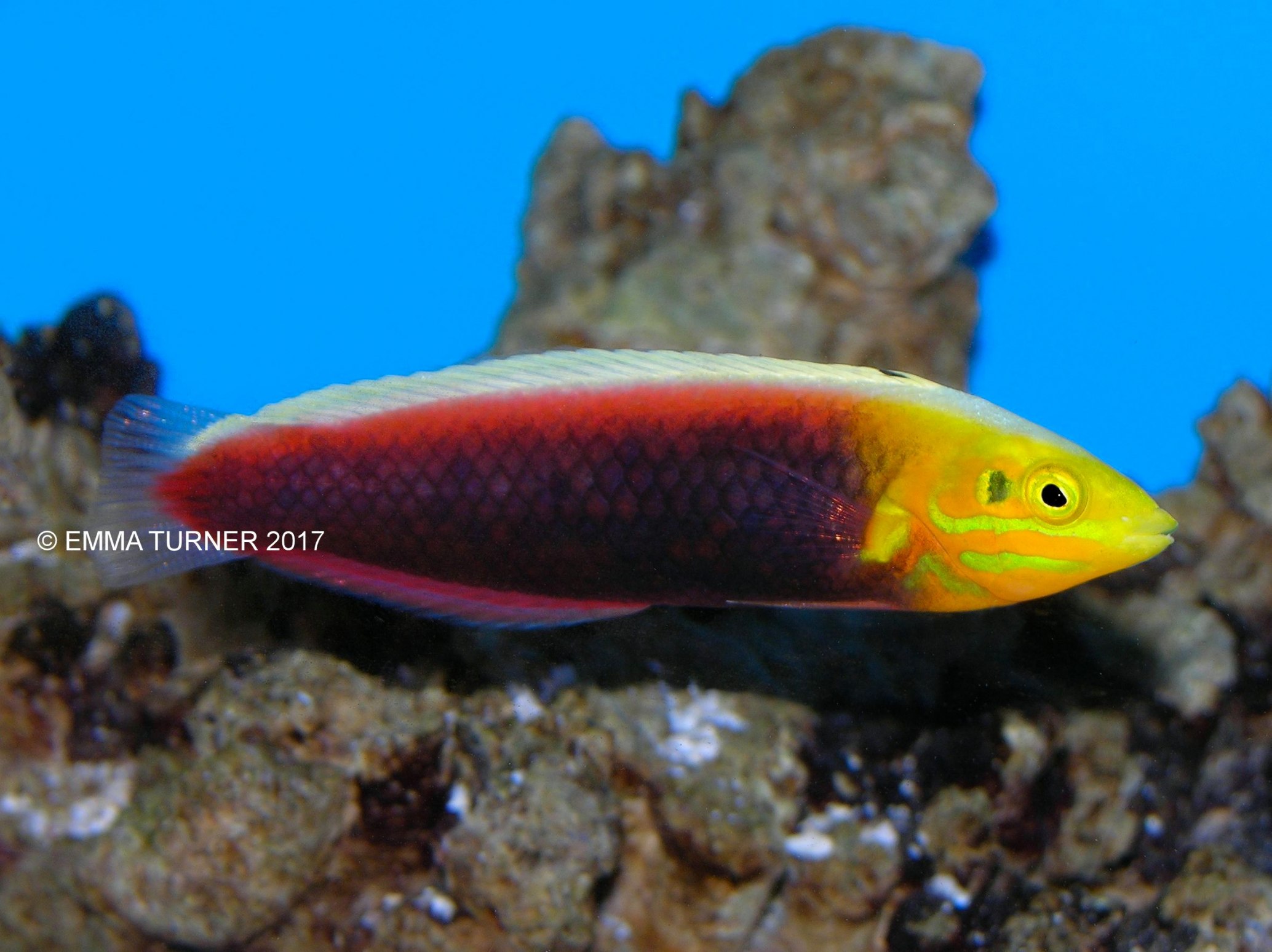 Multicolour Wrasse-Halichoeres iridis
