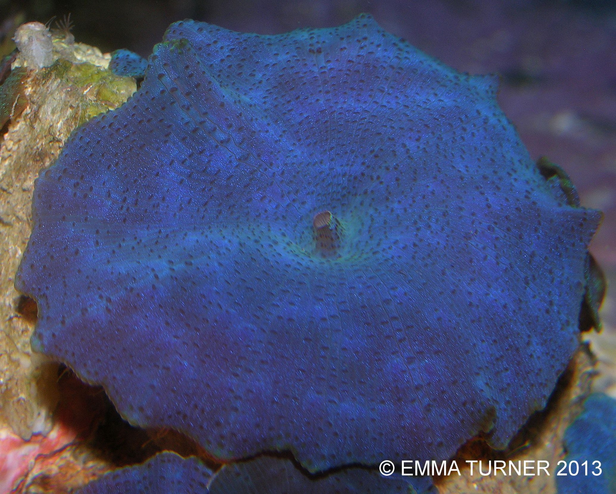 Mushroom Polyps-Actinodiscus