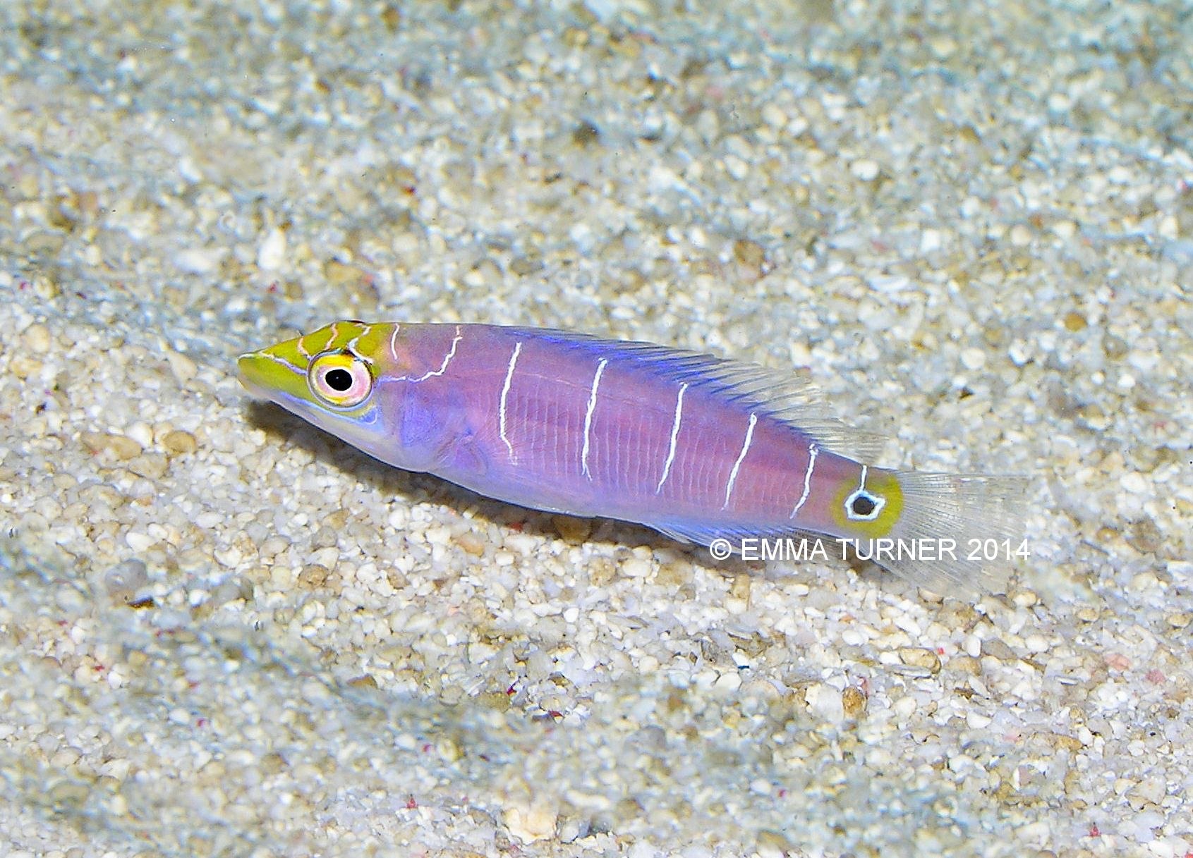 Mystery Wrasse-Pseudocheilinus ocellatus