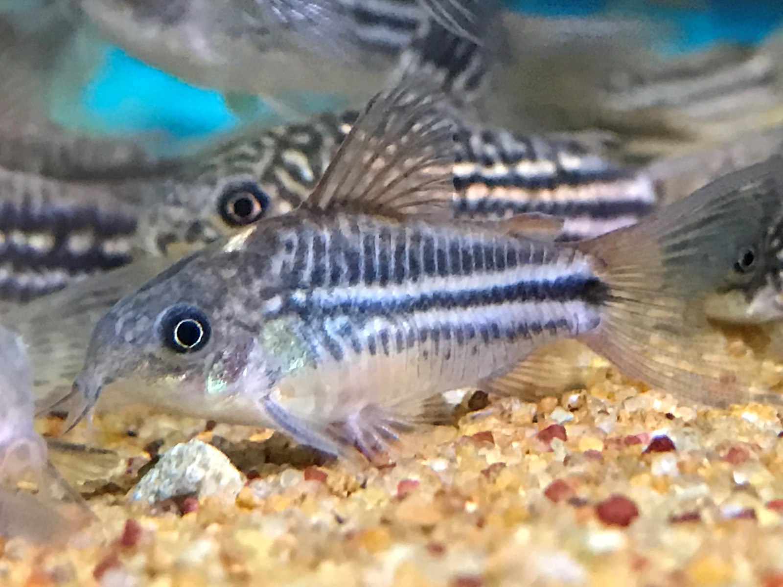 Napo Cory - Gastrodermus napoensis