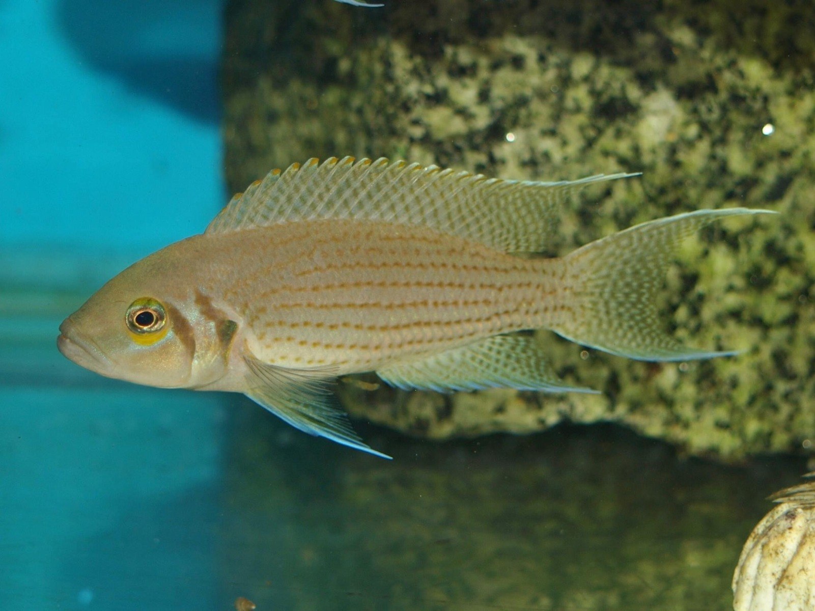 Red-lined Fairy Cichlid-Neolamprologus pulcher 'olivaceous'