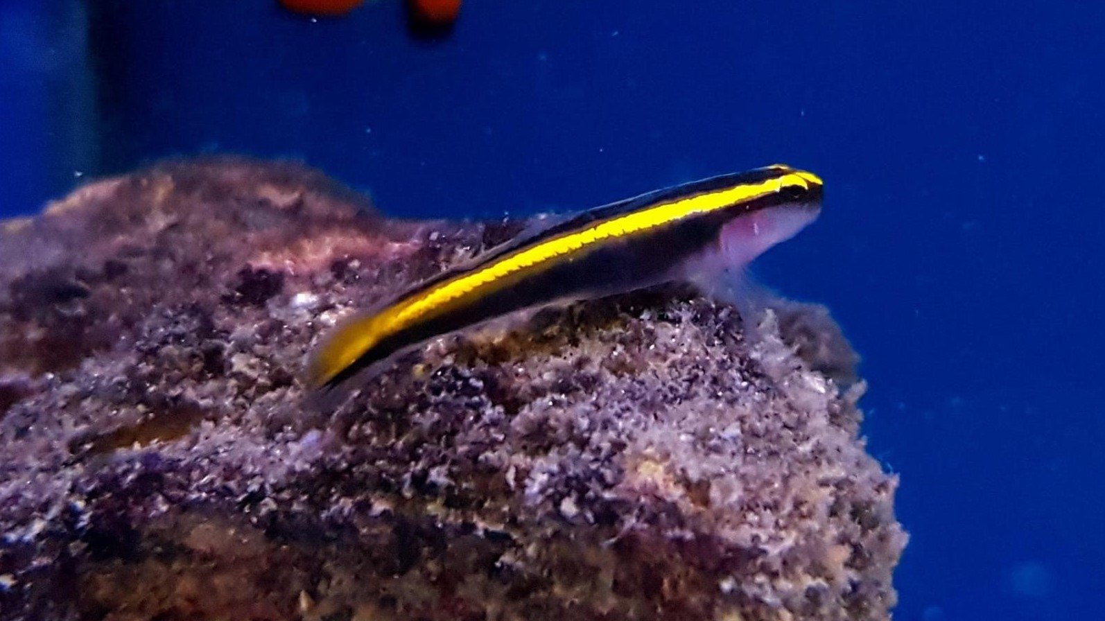 Gold Neon Goby-Elacatinus evelynae