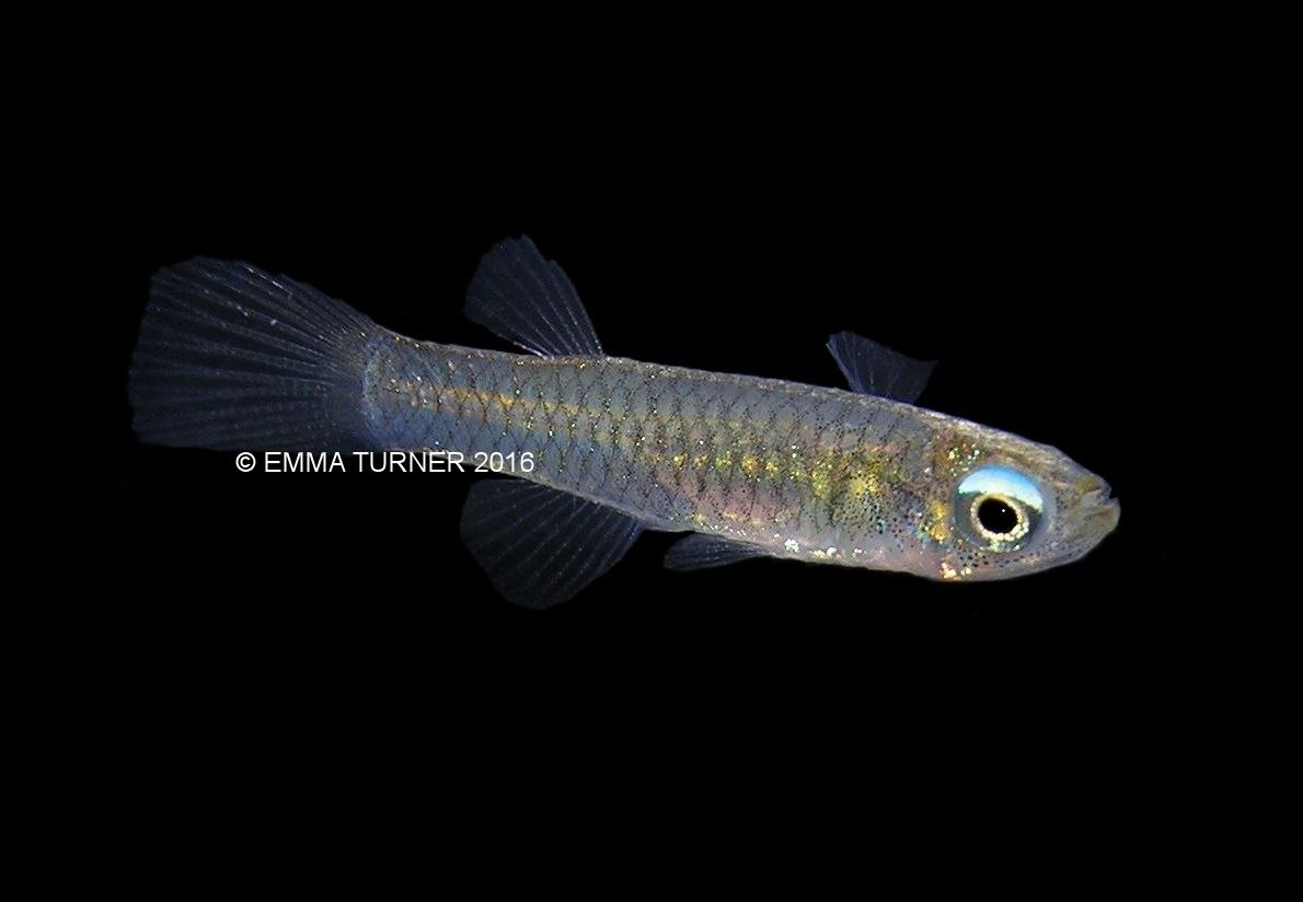 Lampeye-Poropanchax normani