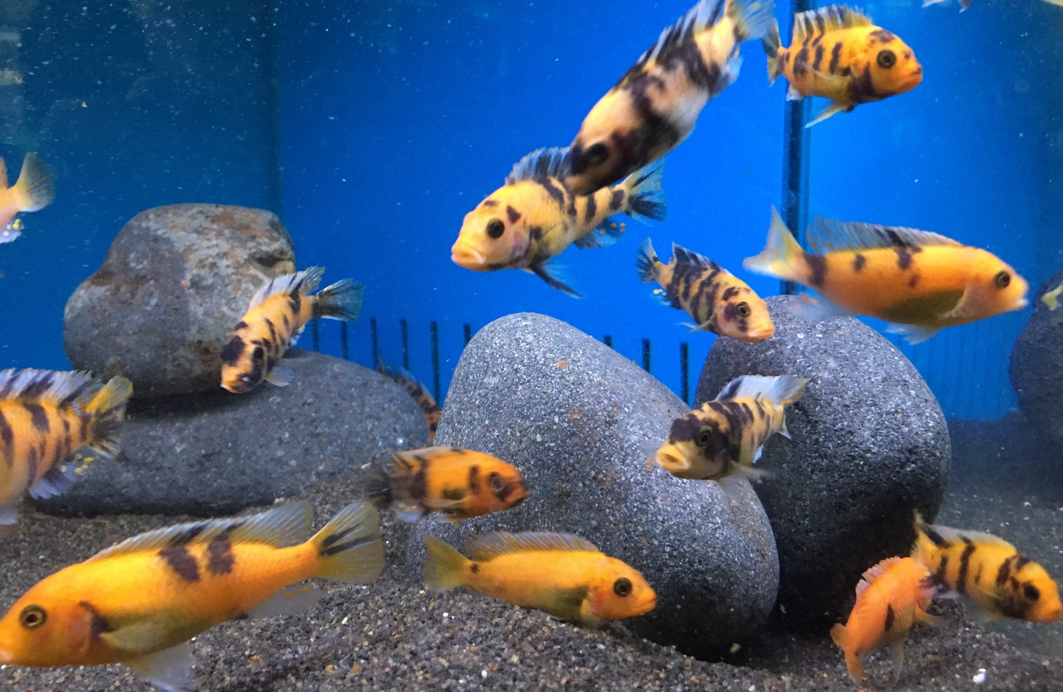 Orange Blotched Zebra-Maylandia estherae